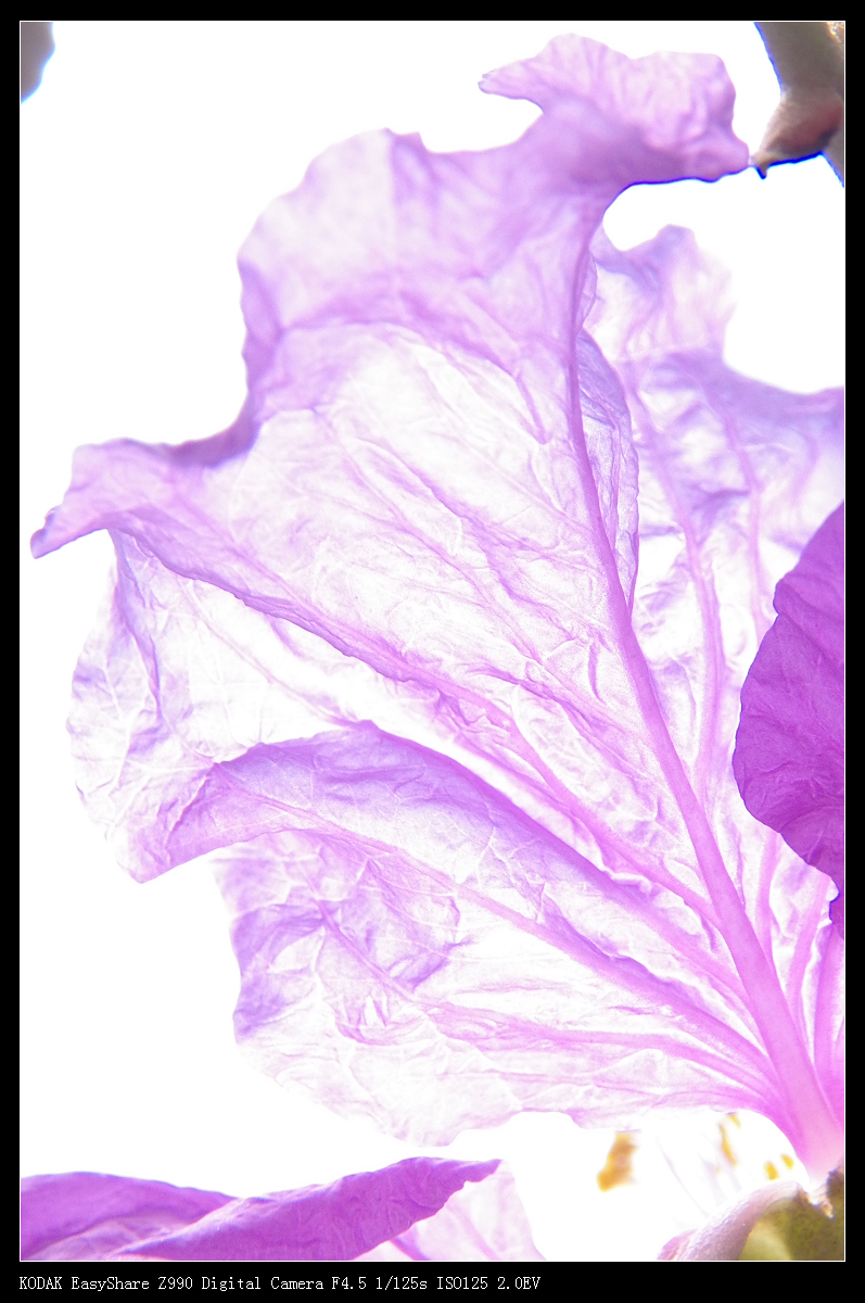 Z990:紫与白-中关村在线摄影论坛