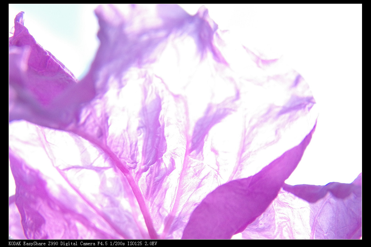 Z990:紫与白-中关村在线摄影论坛