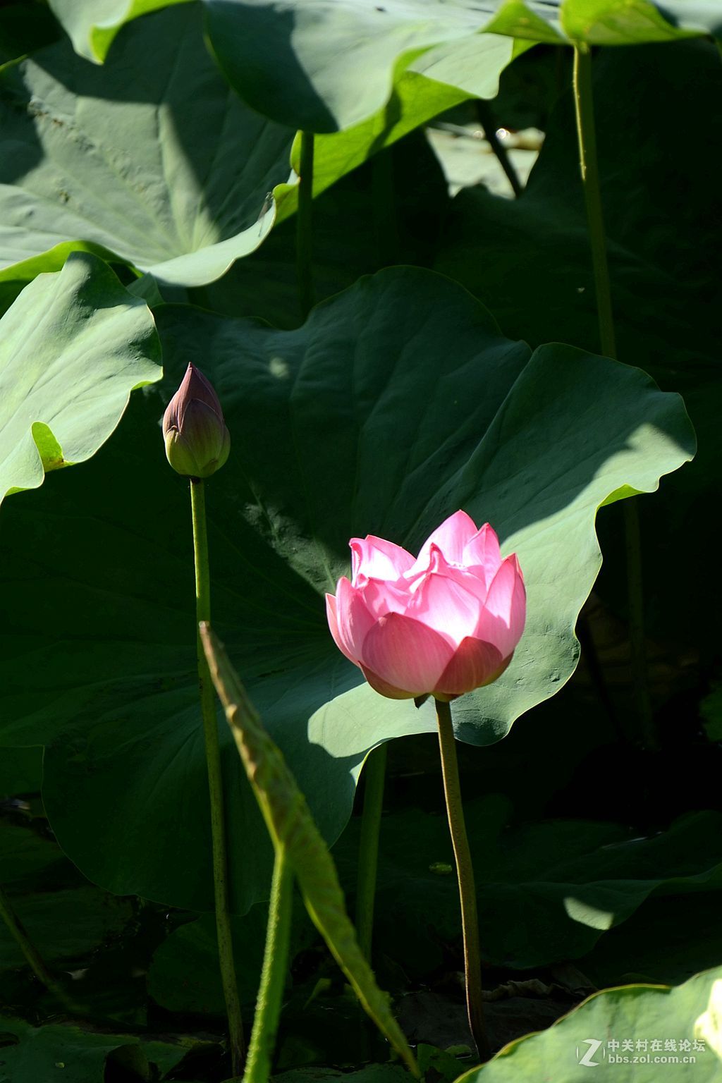 光影靓荷(4)-中关村在线摄影论坛