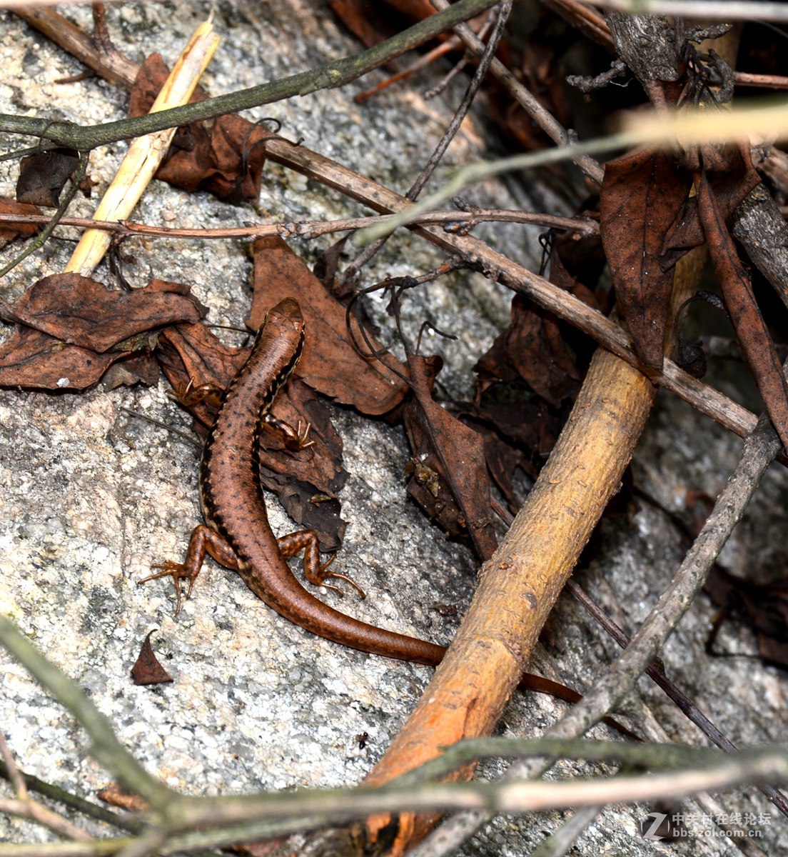 偶遇小型蜥蜴——长虫舅-中关村在线摄影论坛