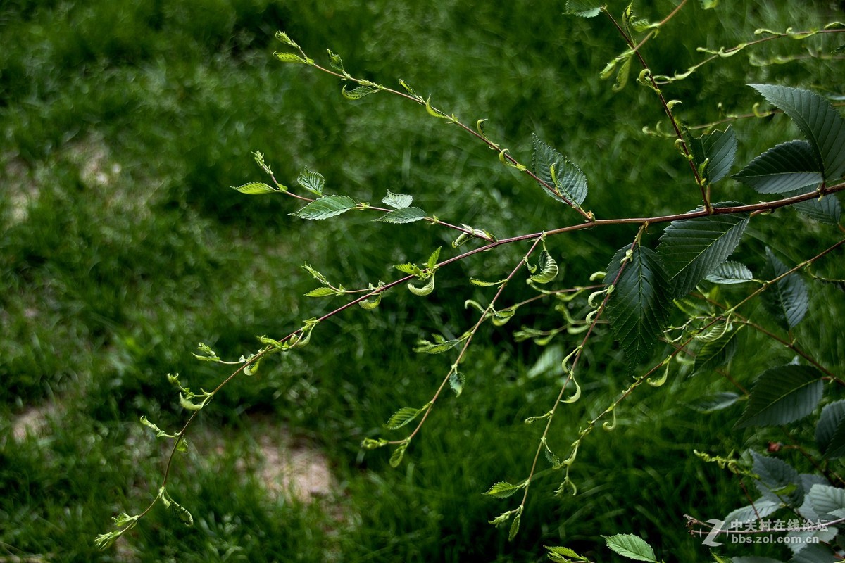 M档光圈优先模式的拍摄练习-中关村在线摄影论坛