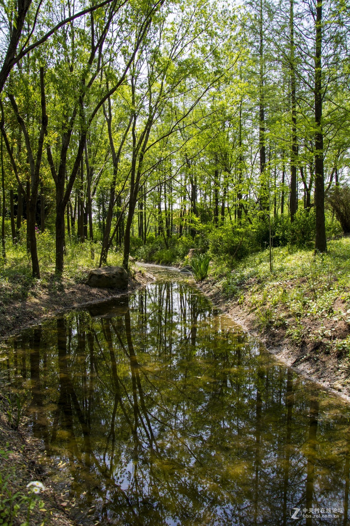 新江湾城湿地公园随拍-中关村在线摄影论坛