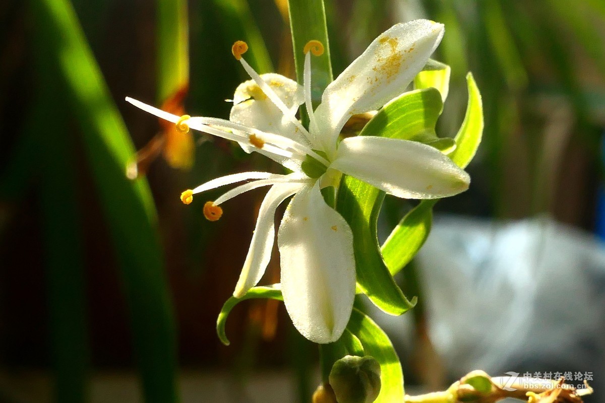 微距-中关村在线摄影论坛