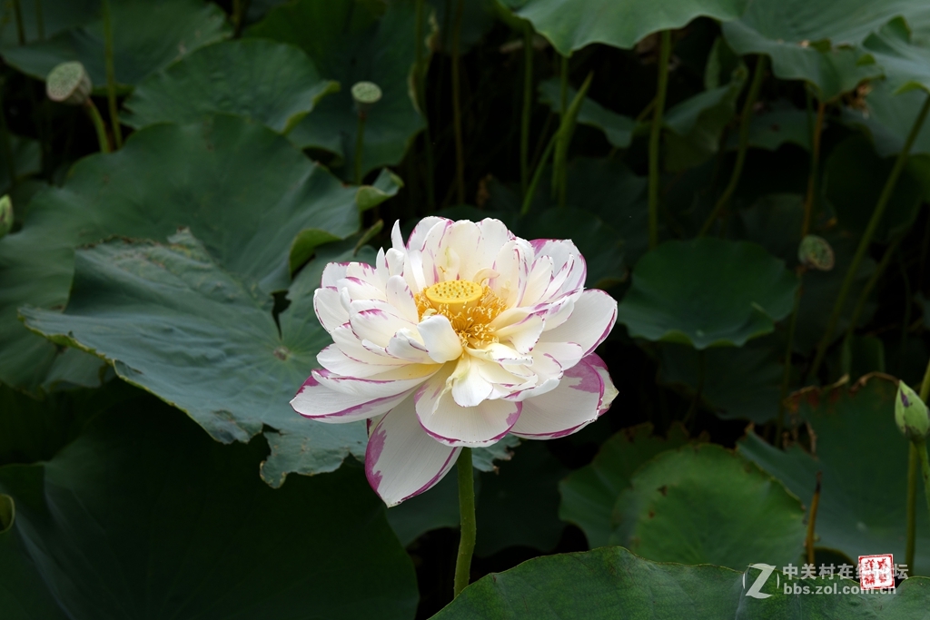 白洋淀—荷花（10）-中关村在线摄影论坛