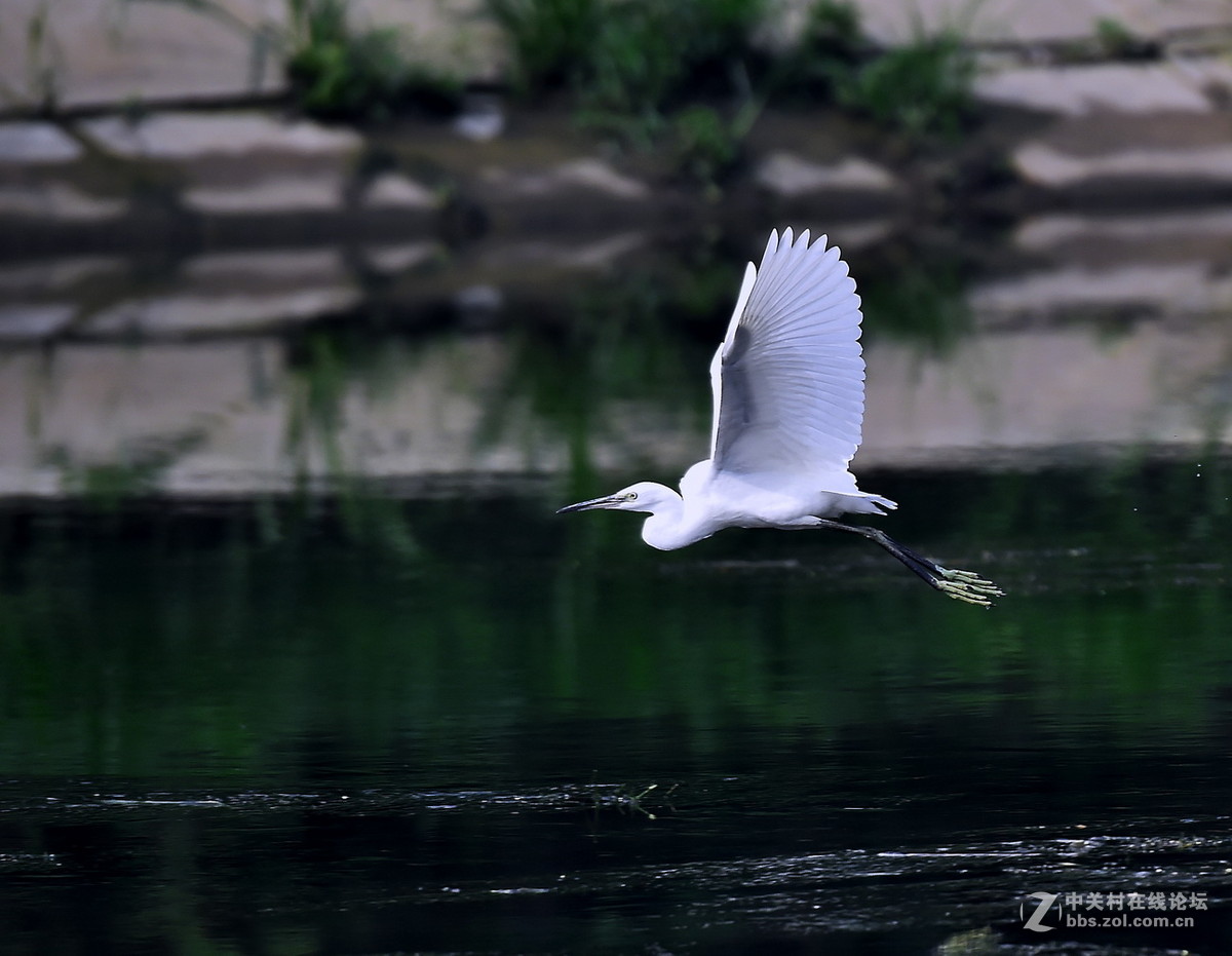 一组白鹭-中关村在线摄影论坛