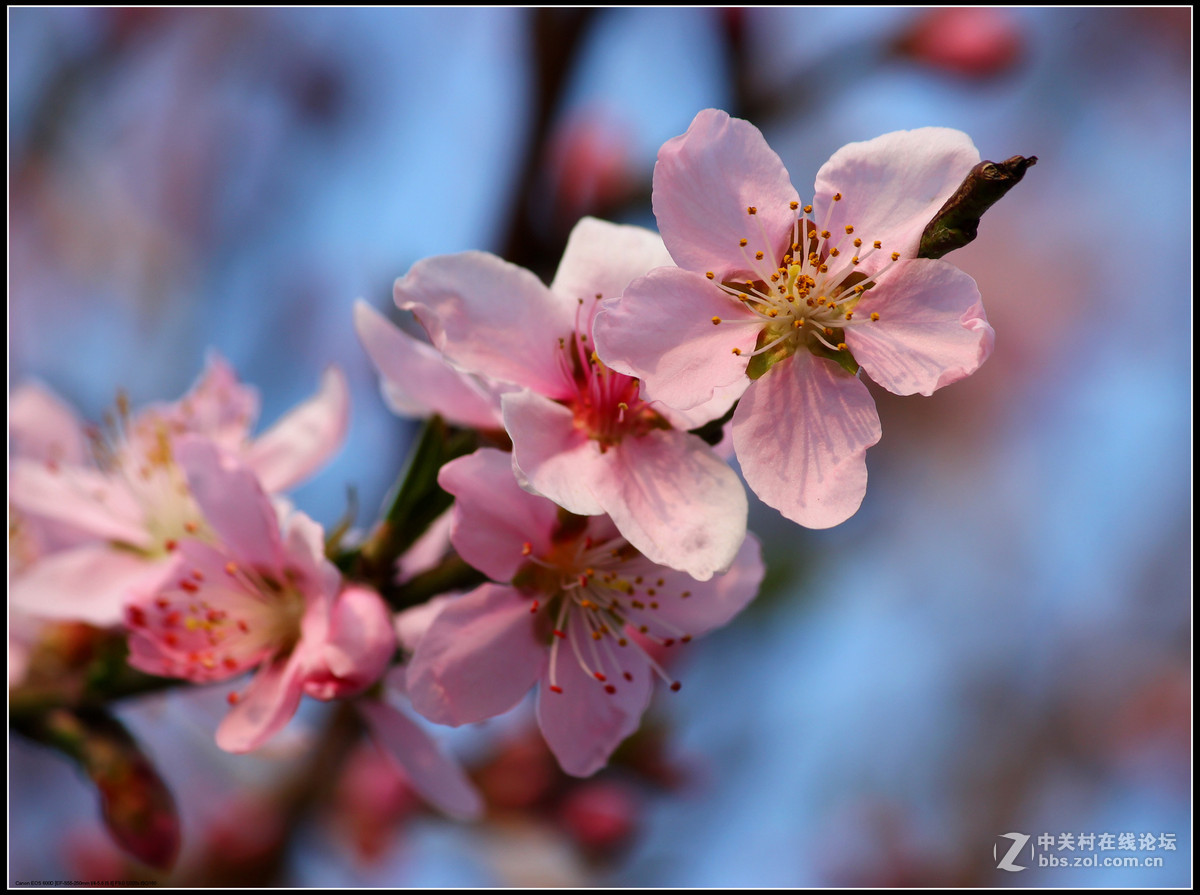 桃花-中关村在线摄影论坛
