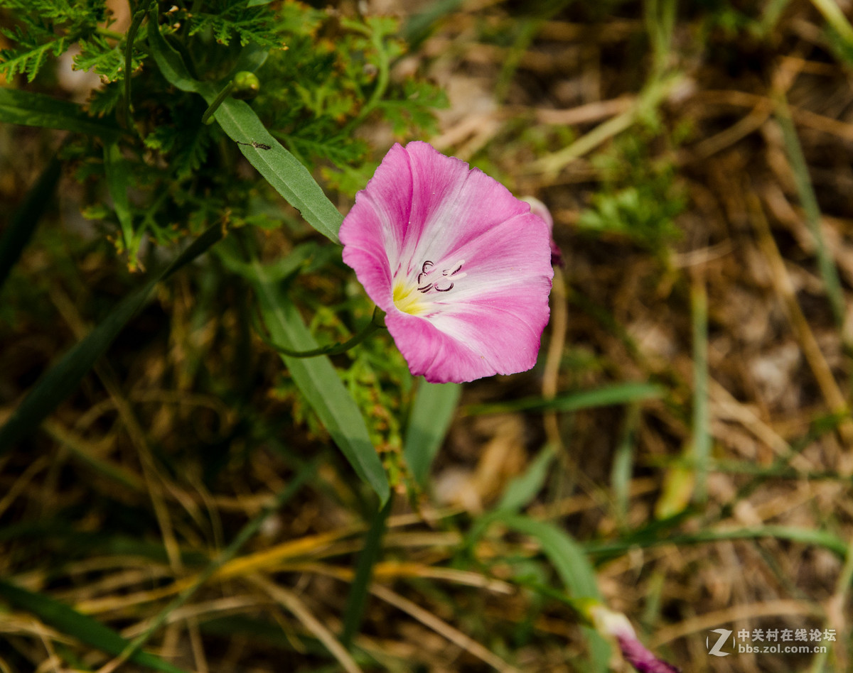 最小的野生牵牛花-中关村在线摄影论坛