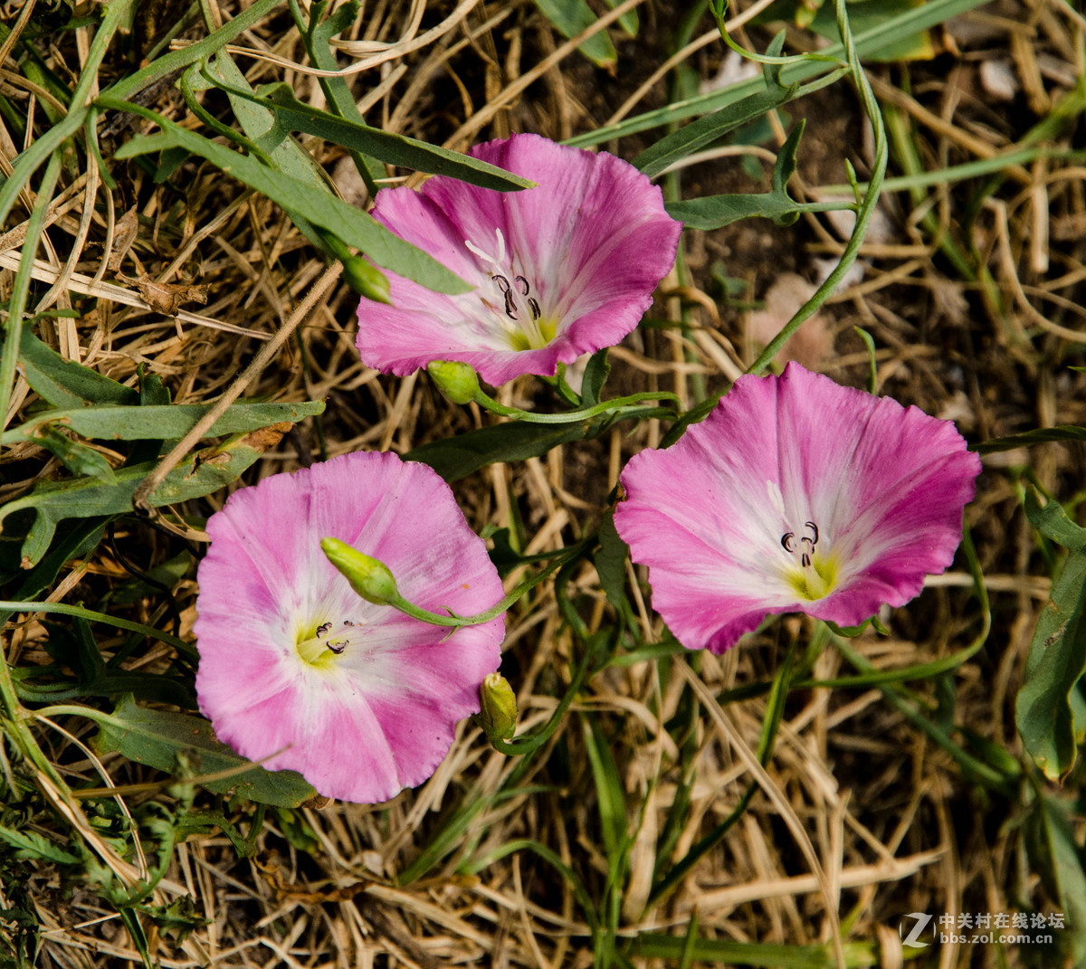 最小的野生牵牛花-中关村在线摄影论坛