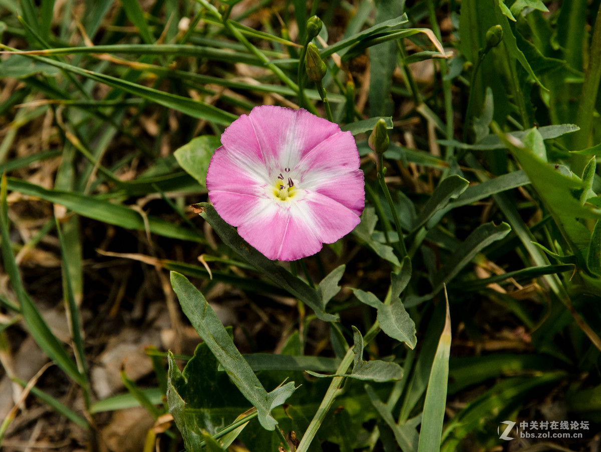 最小的野生牵牛花-中关村在线摄影论坛