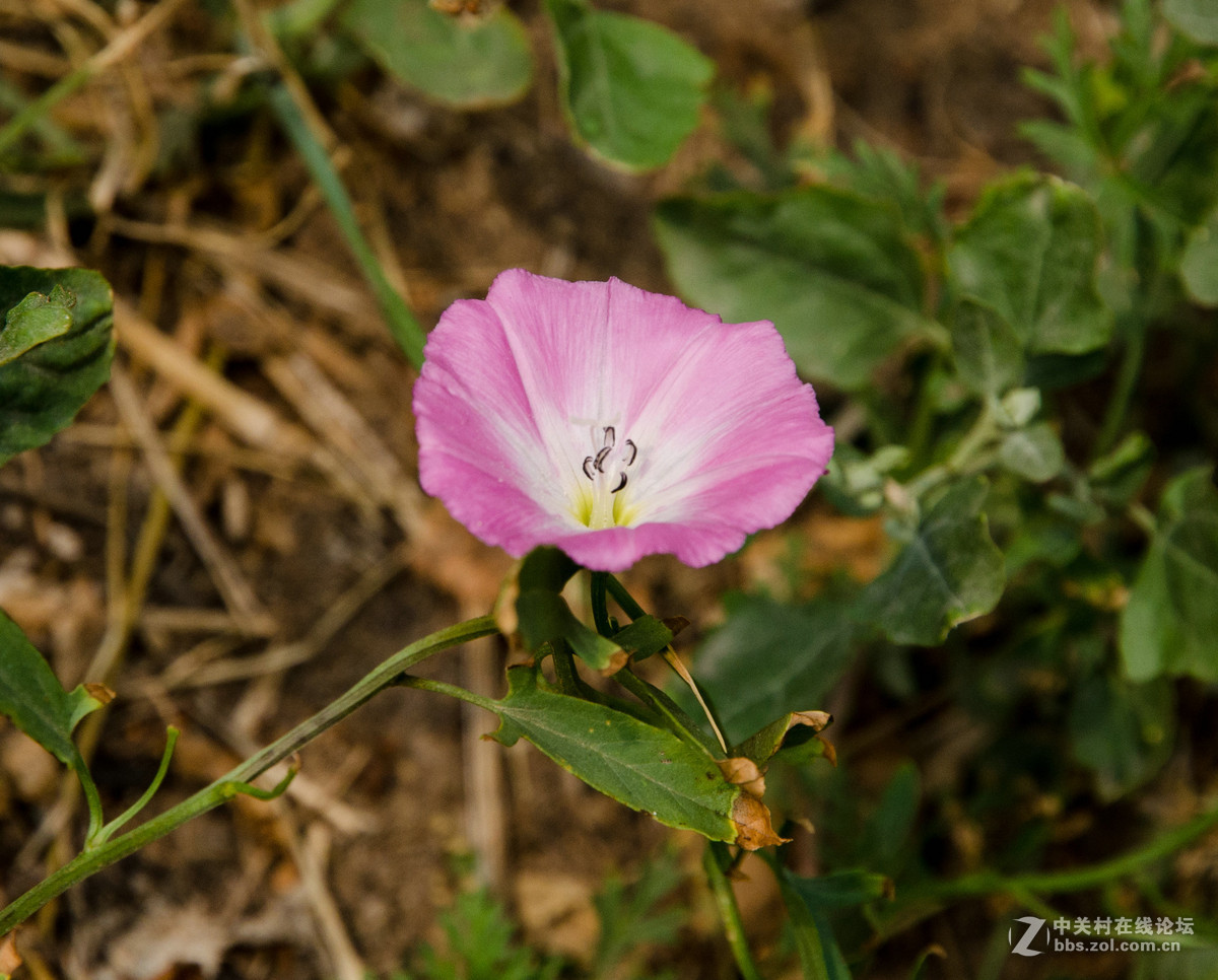 最小的野生牵牛花-中关村在线摄影论坛