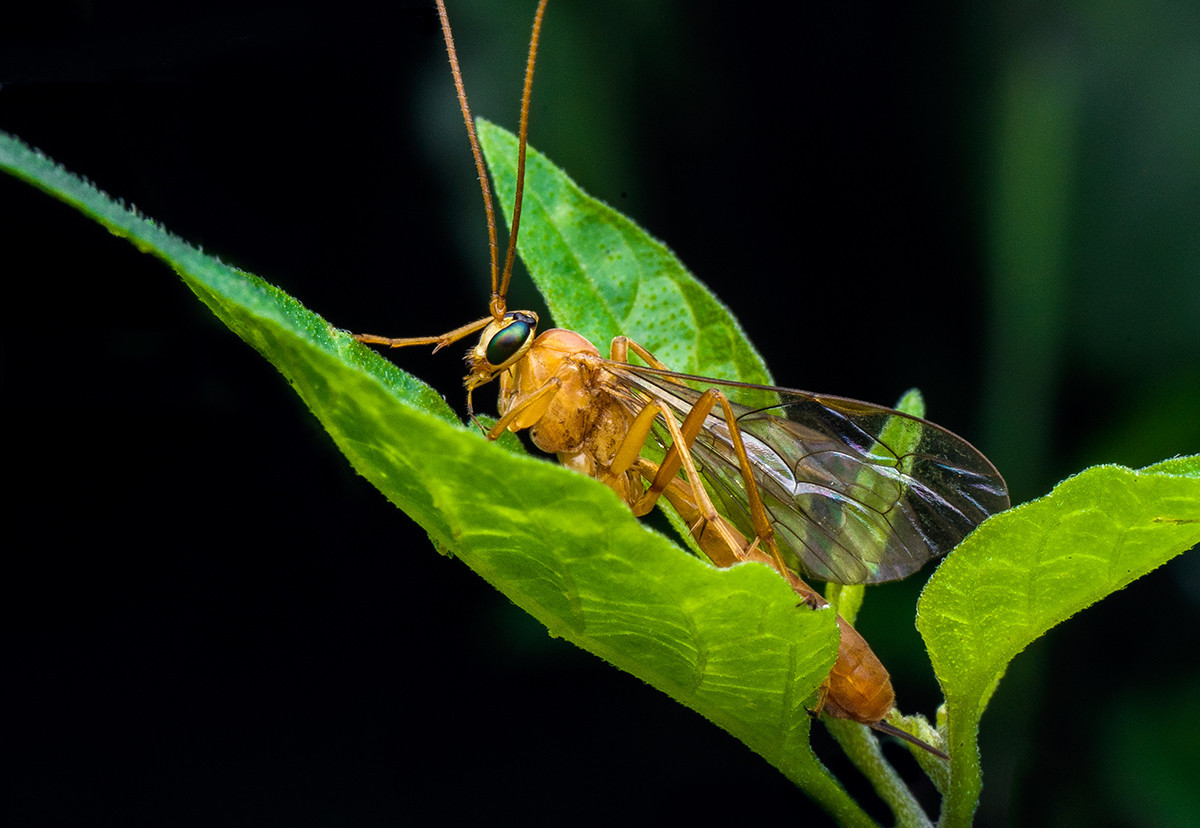 姬蜂-中关村在线摄影论坛