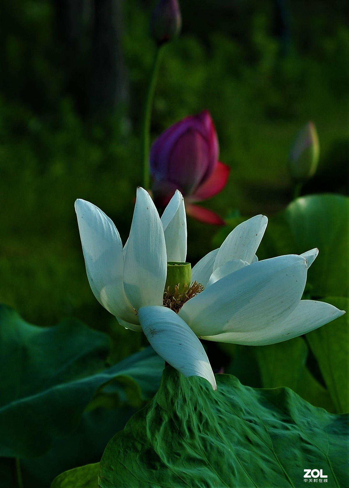 莲花湖。-中关村在线摄影论坛