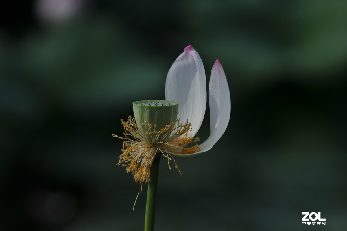 莲花湖。-中关村在线摄影论坛