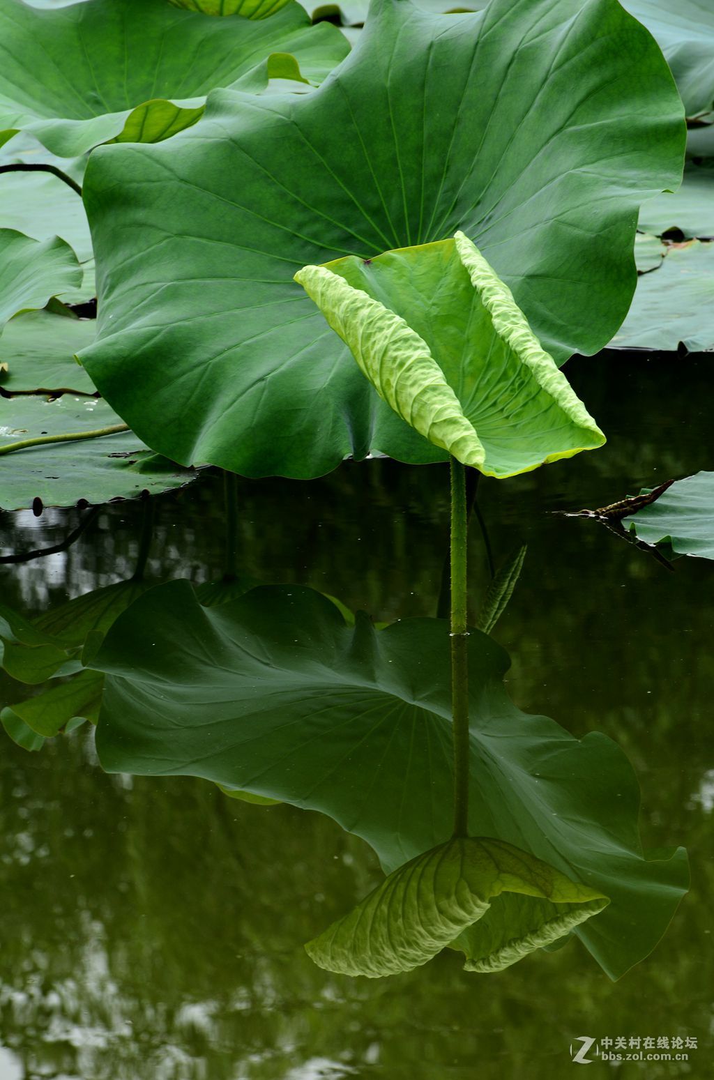 荷叶清香-中关村在线摄影论坛