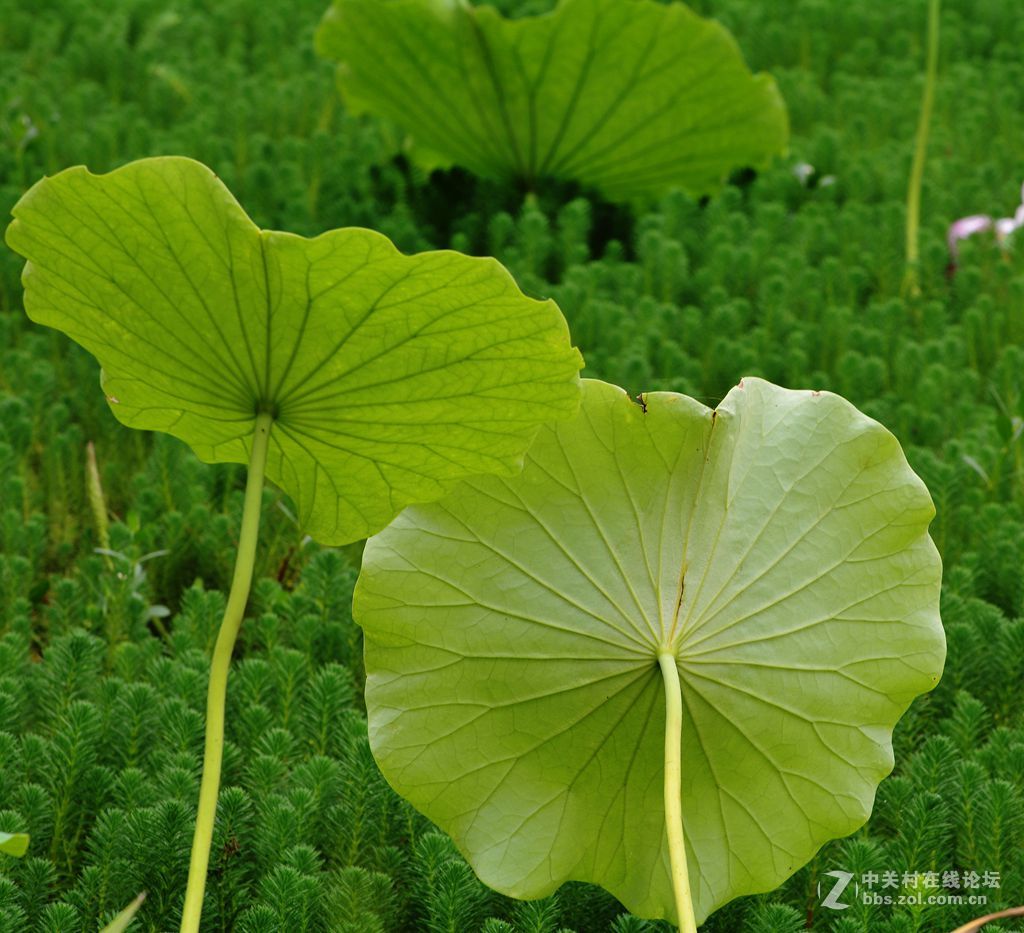 荷叶清香-中关村在线摄影论坛