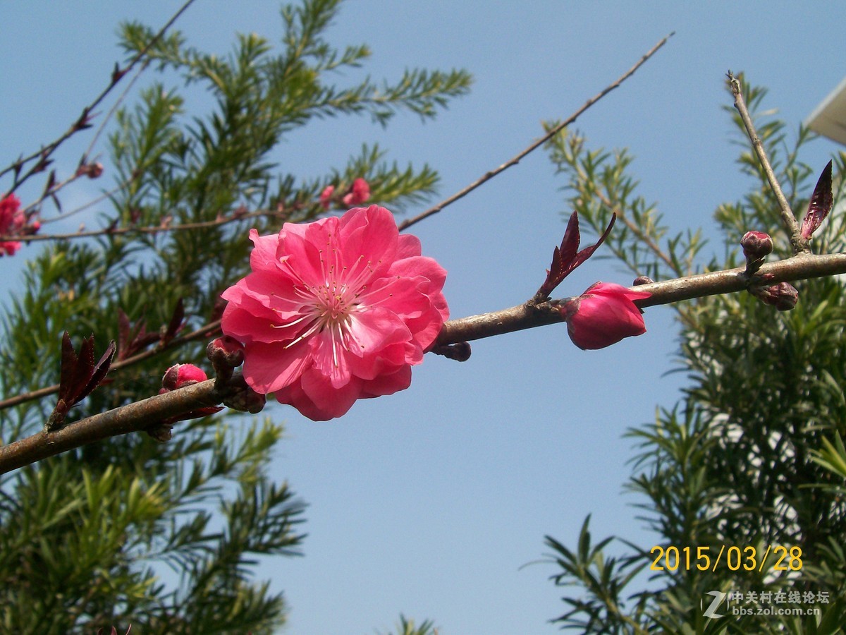 《红色桃花》 随意拍摄-中关村在线摄影论坛