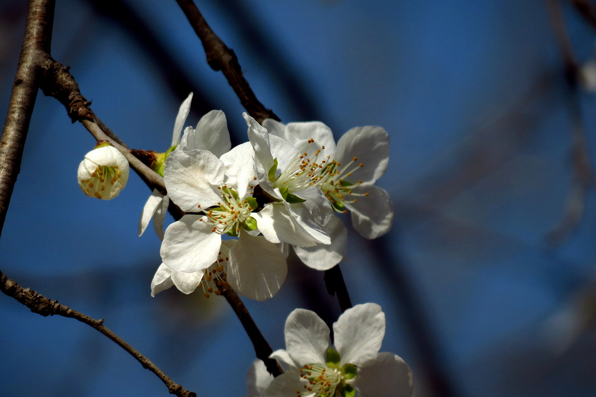 怒放吧——山桃花-中关村在线摄影论坛