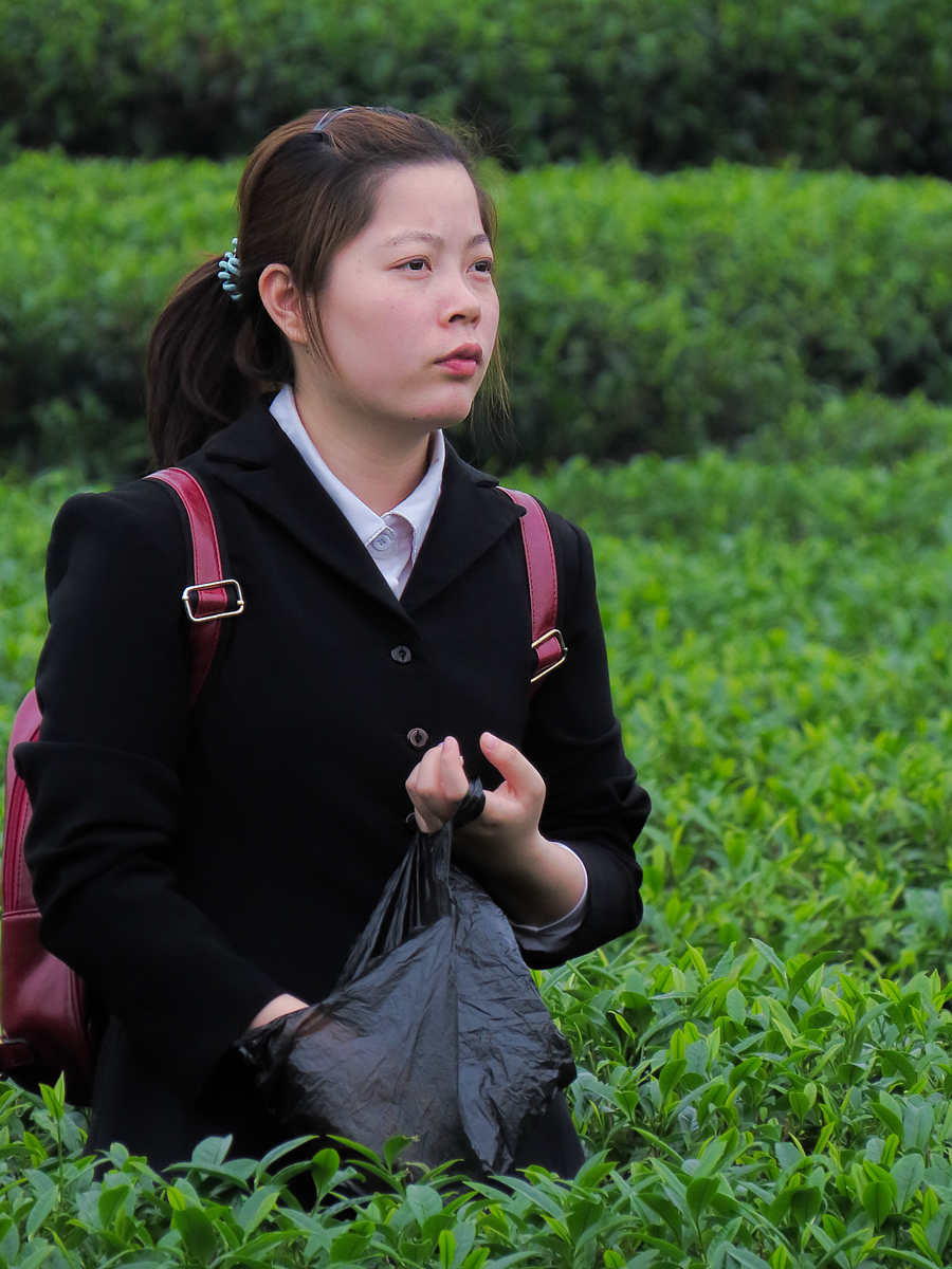 茶园里的MM-中关村在线摄影论坛