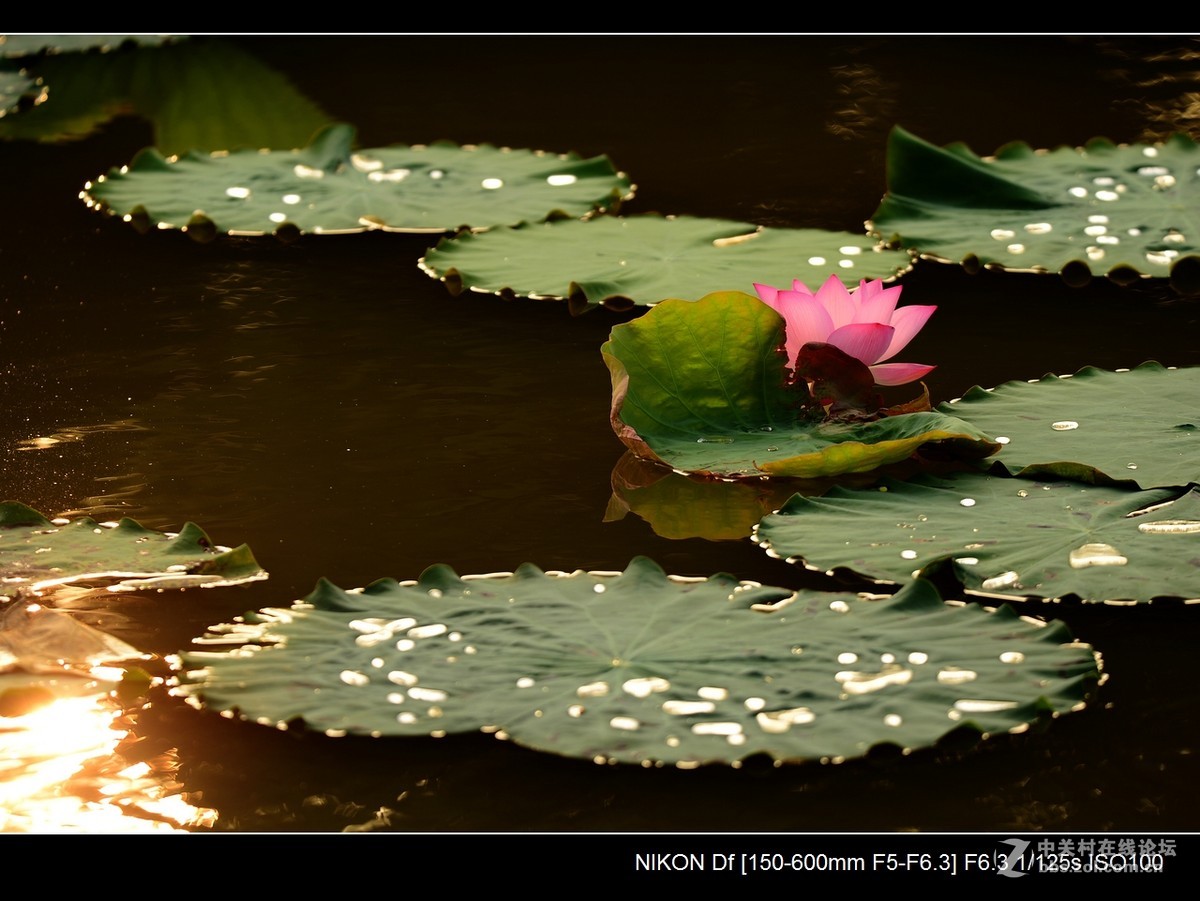 金色荷塘。-中关村在线摄影论坛