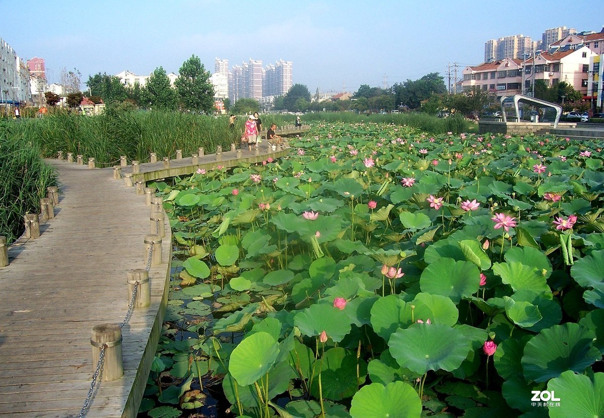 『C663盛夏的早晨』123...15P-中关村在线摄影论坛