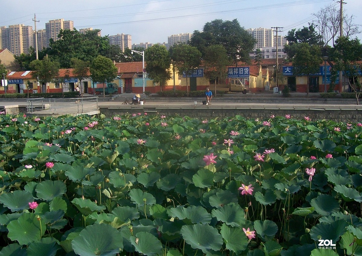 『C663盛夏的早晨』123...15P-中关村在线摄影论坛