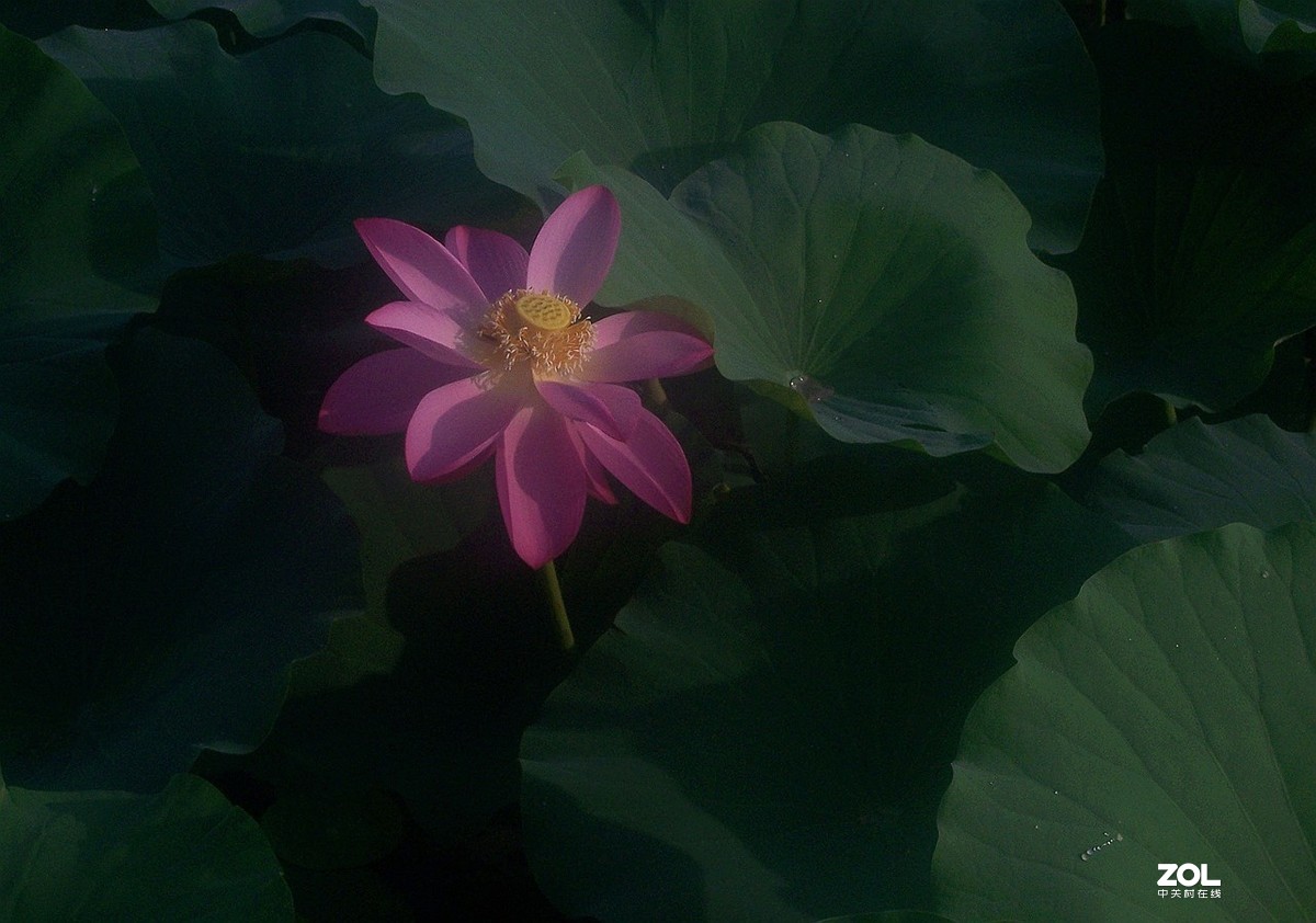 『C663盛夏的早晨』123...15P-中关村在线摄影论坛