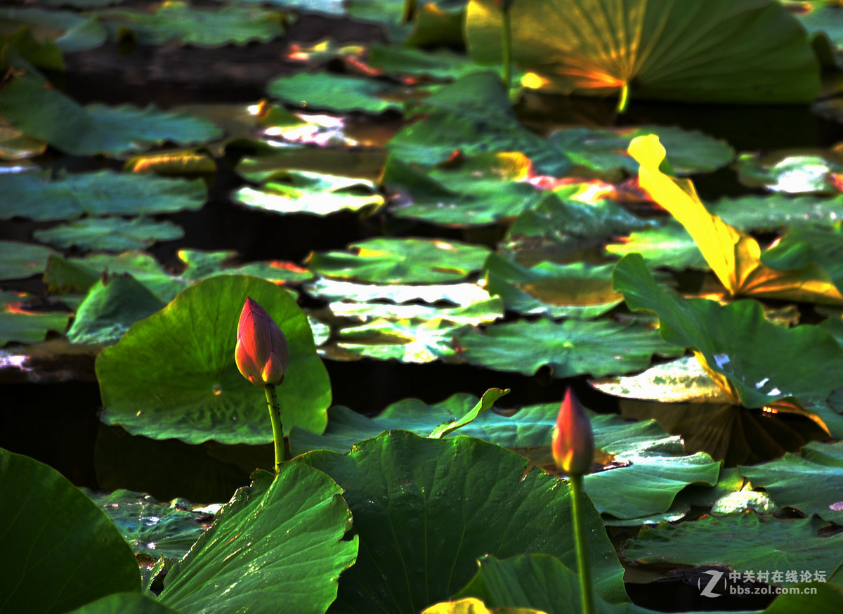 试机D7000（18-140套头），北方石鼓寺+北方未开荷花-中关村在线摄影论坛