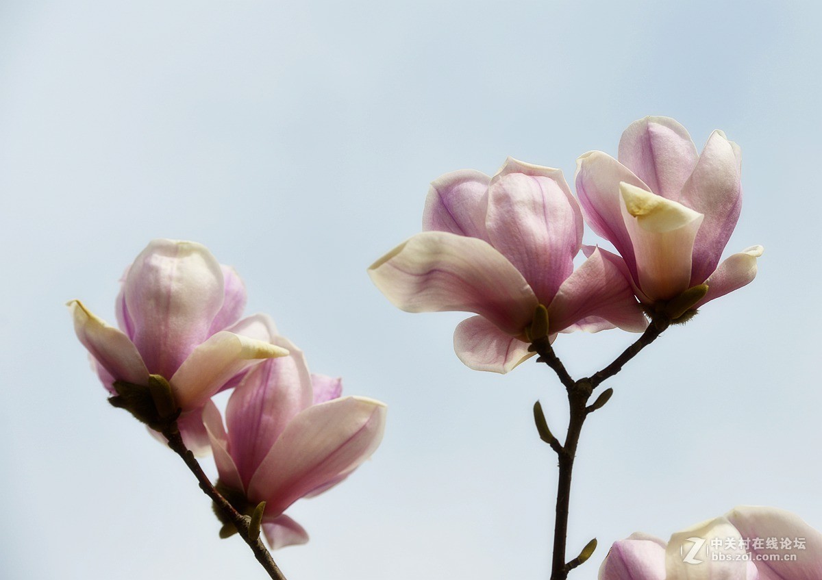北京国际雕塑公园玉兰花-中关村在线摄影论坛