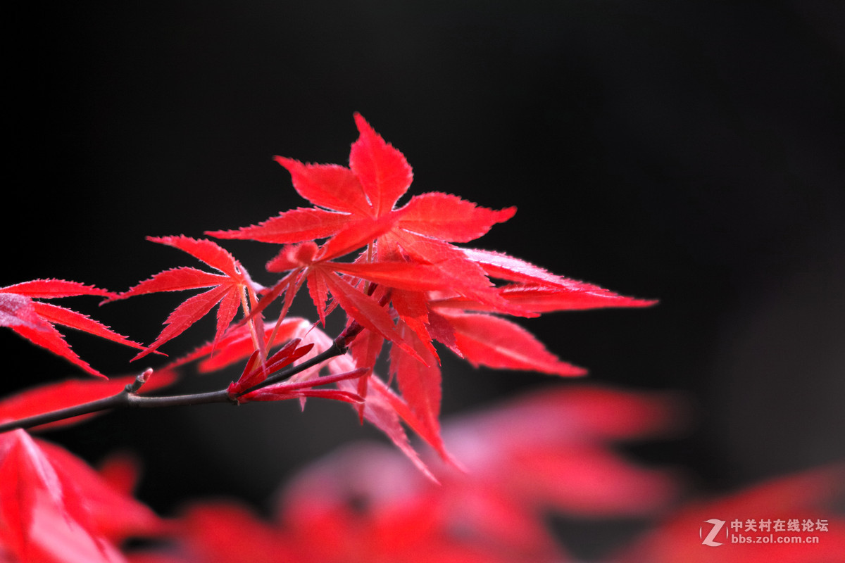 看了让人心醉的红枫叶.原片直传.-中关村在线摄影论坛
