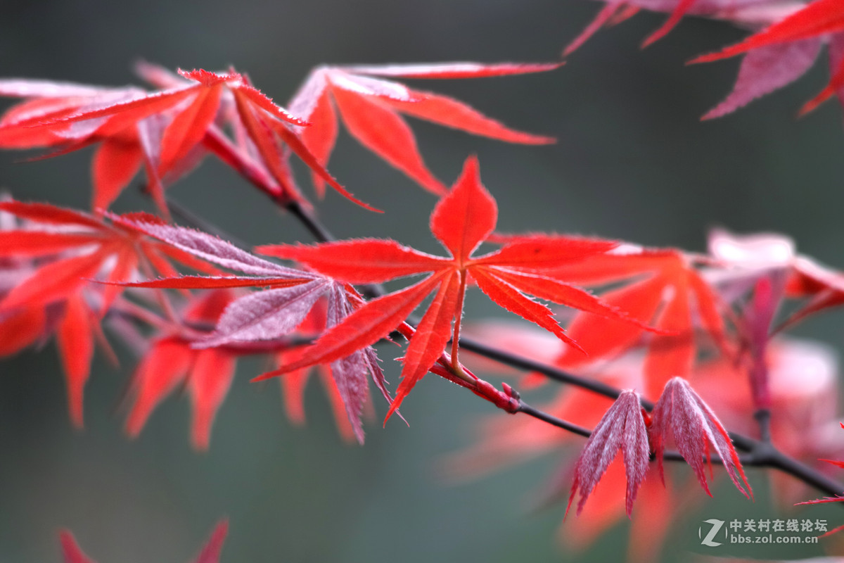 看了让人心醉的红枫叶.原片直传.-中关村在线摄影论坛