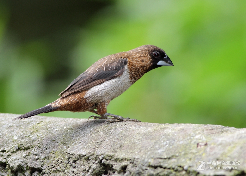 白腰文鸟-中关村在线摄影论坛