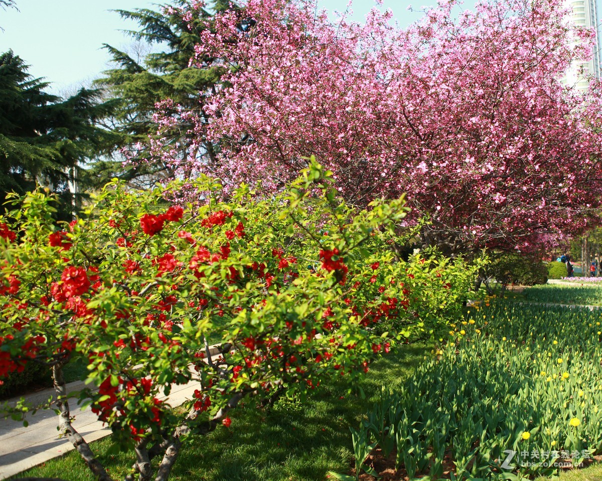 郁金香-中关村在线摄影论坛