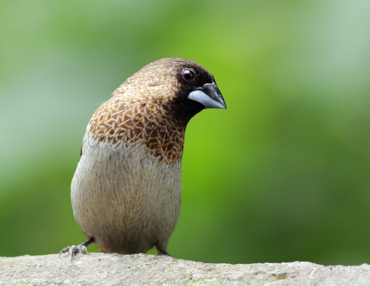 白腰文鸟-中关村在线摄影论坛