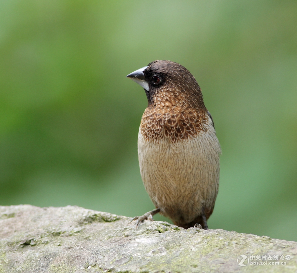 白腰文鸟-中关村在线摄影论坛