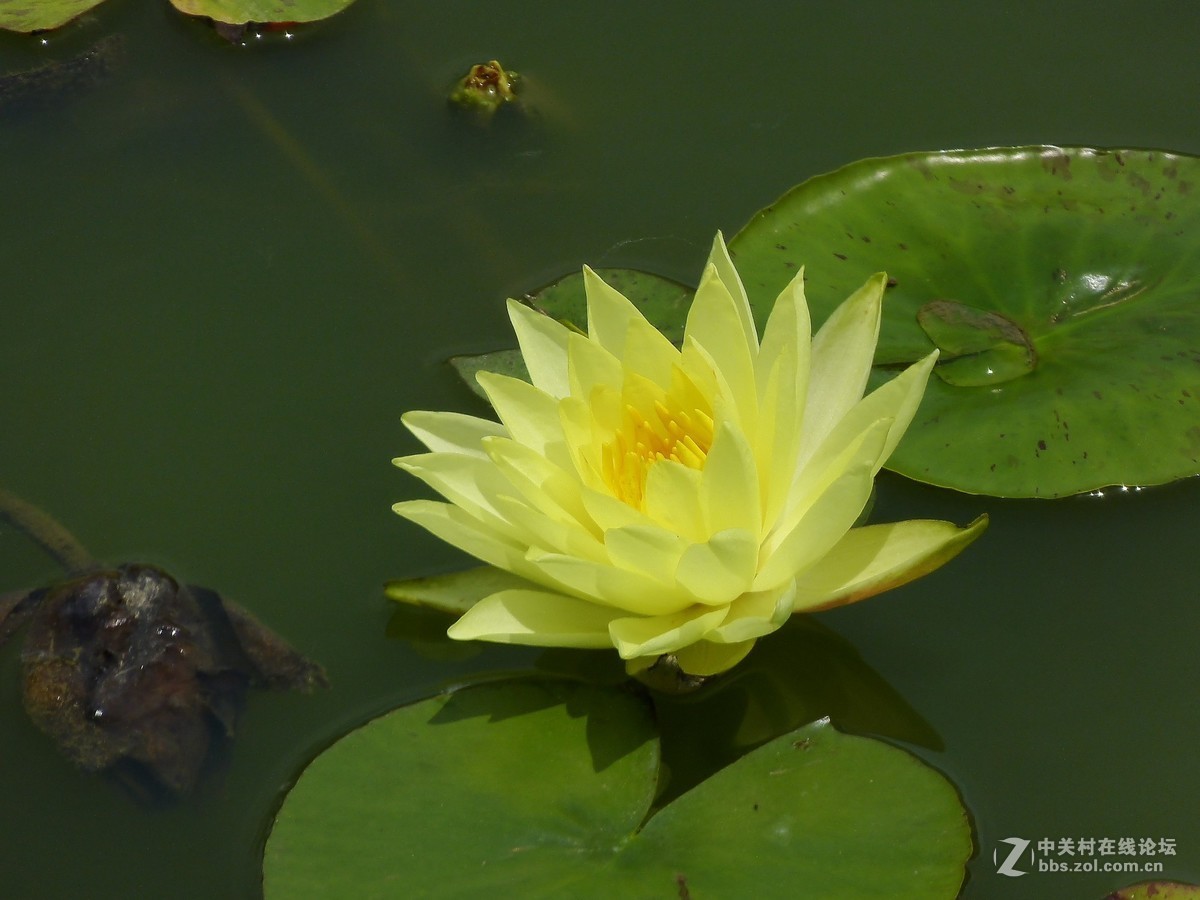 睡 莲-中关村在线摄影论坛