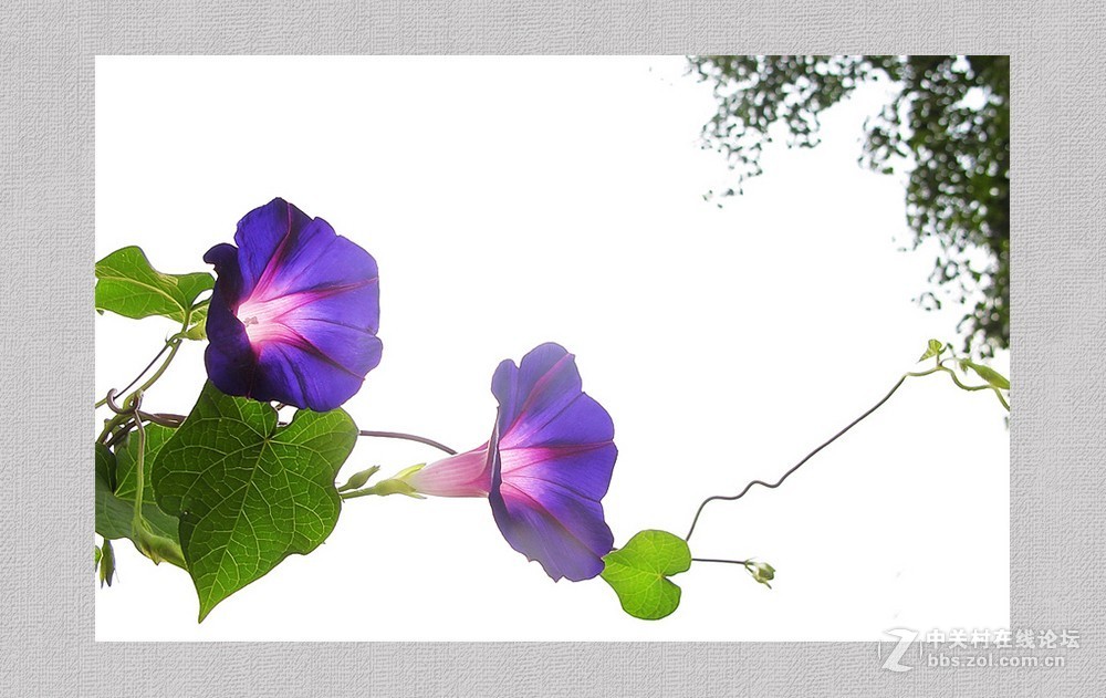 翩翩起舞...........牵牛花-中关村在线摄影论坛