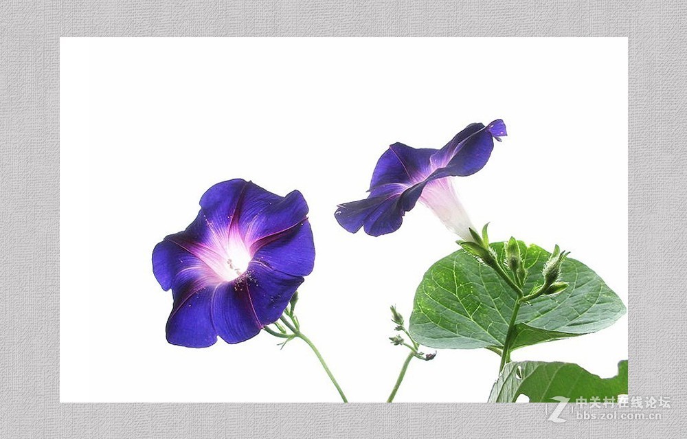 翩翩起舞...........牵牛花-中关村在线摄影论坛