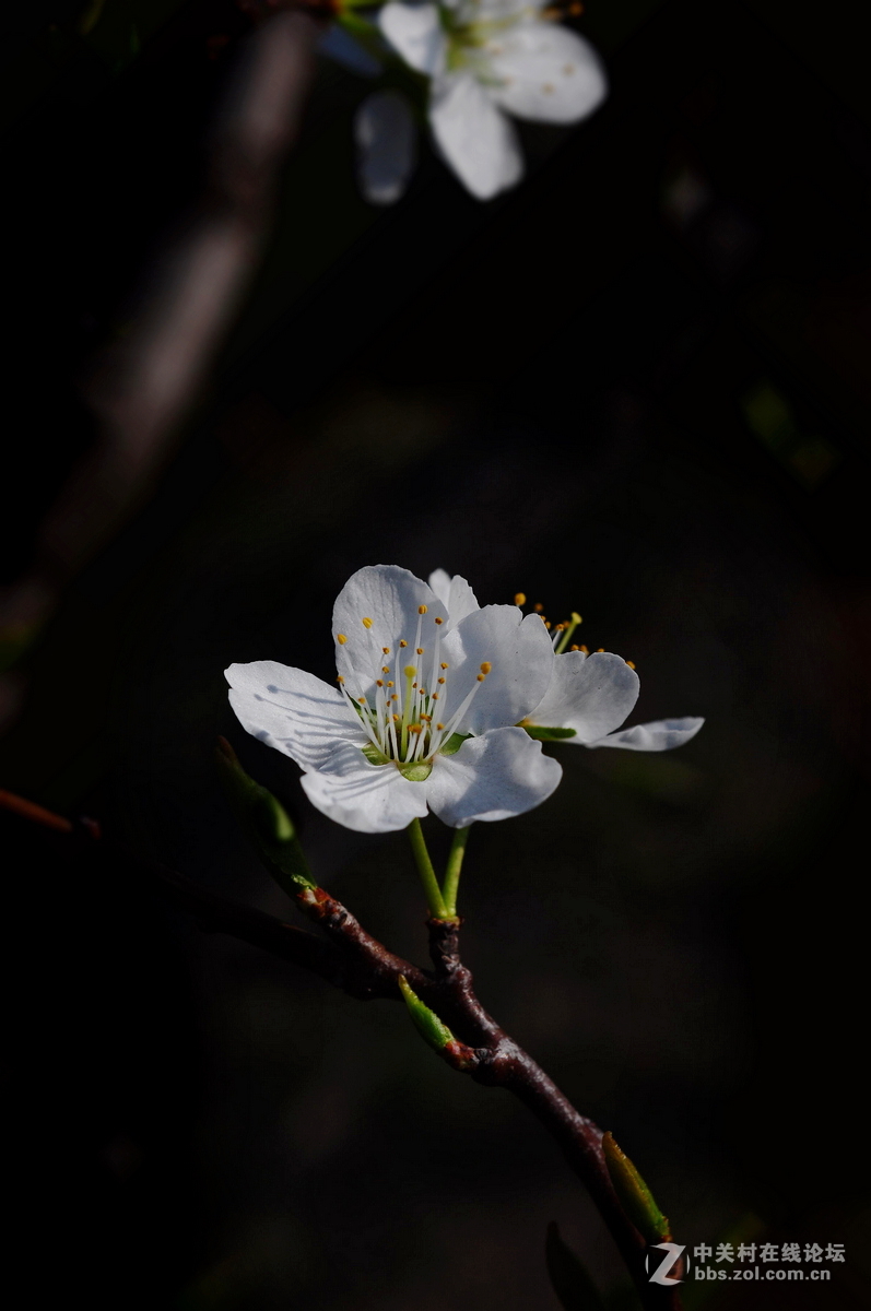 春花儿竞开5-中关村在线摄影论坛