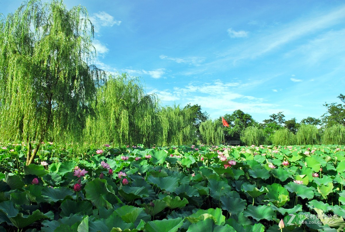 荷花映衬古村-中关村在线摄影论坛