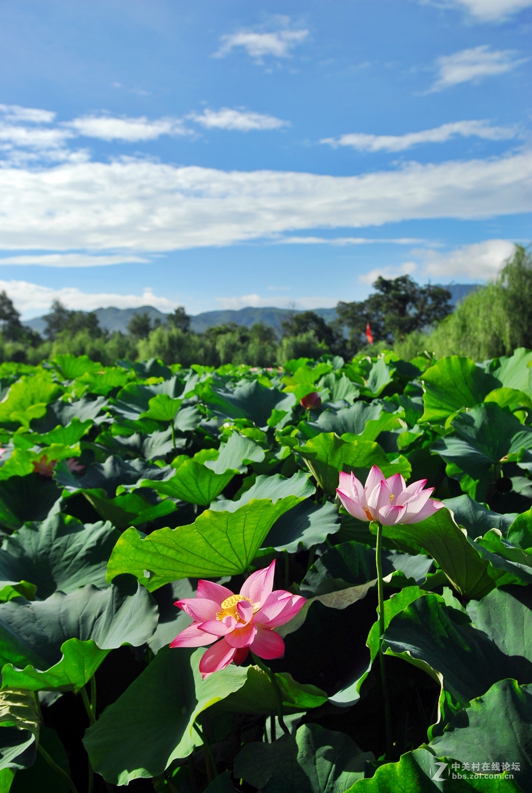 荷花映衬古村-中关村在线摄影论坛