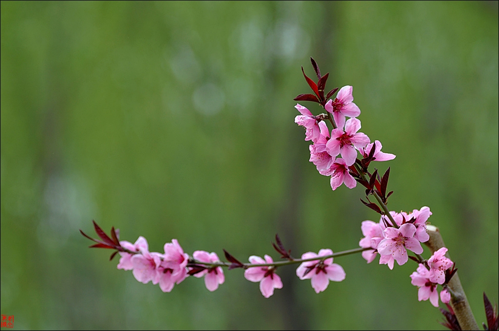 榆叶梅桃花玉兰紫丁香（杂拍）-中关村在线摄影论坛