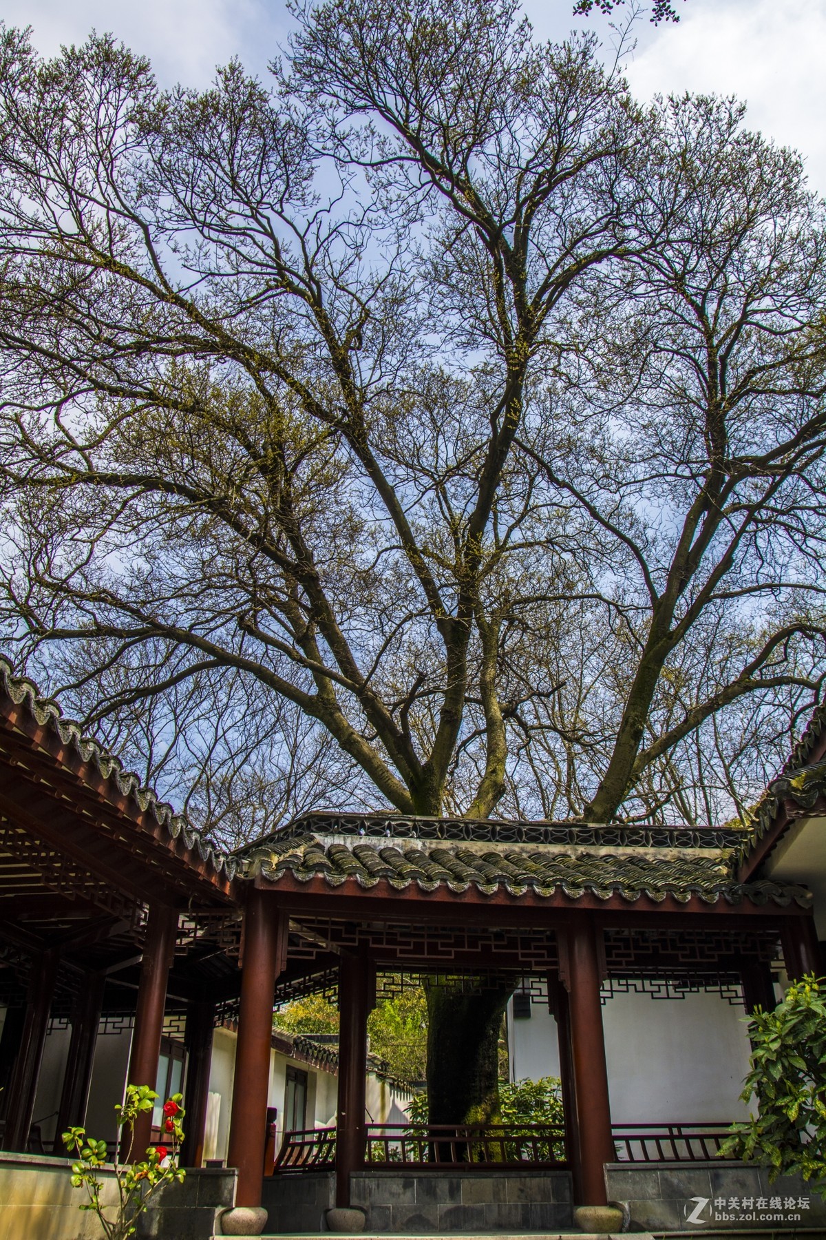 醉白池掠影-中关村在线摄影论坛