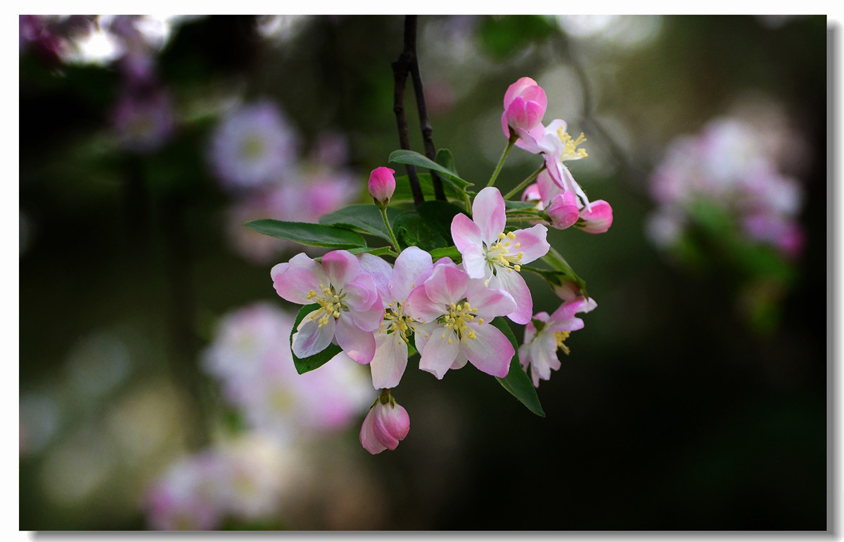 虽艳无俗姿~~~一组海棠花-中关村在线摄影论坛