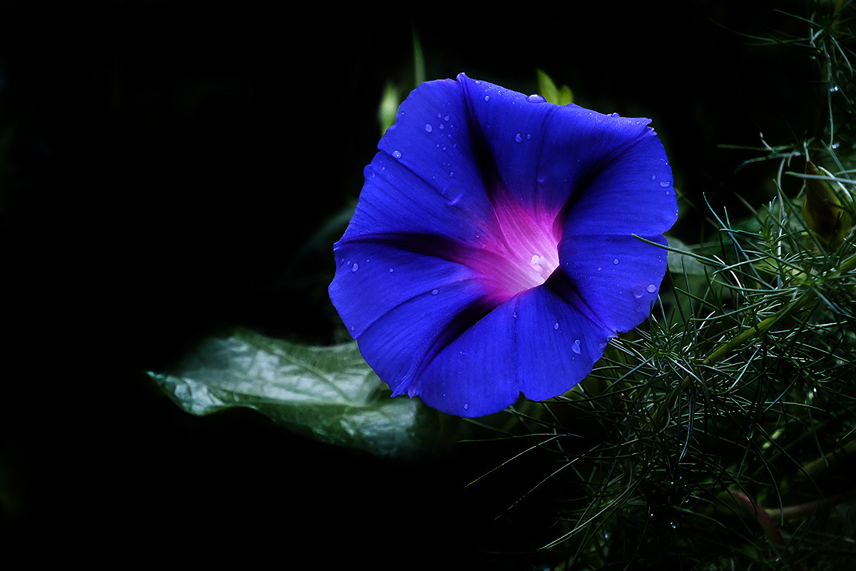 牵牛花-中关村在线摄影论坛