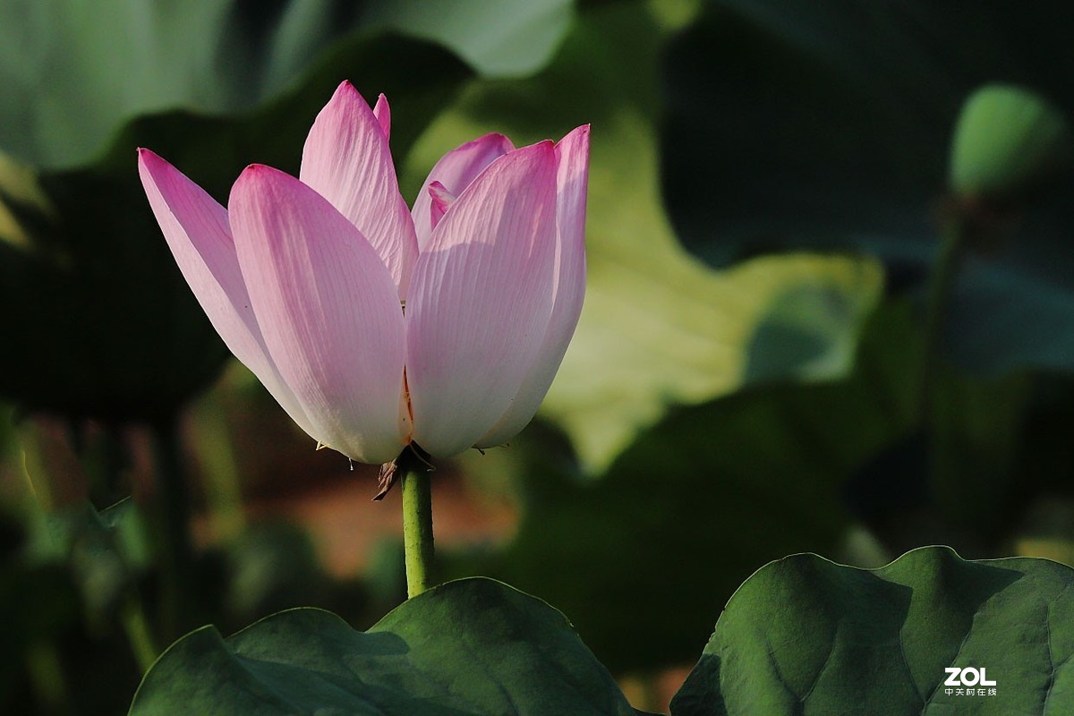 荷花85……-中关村在线摄影论坛