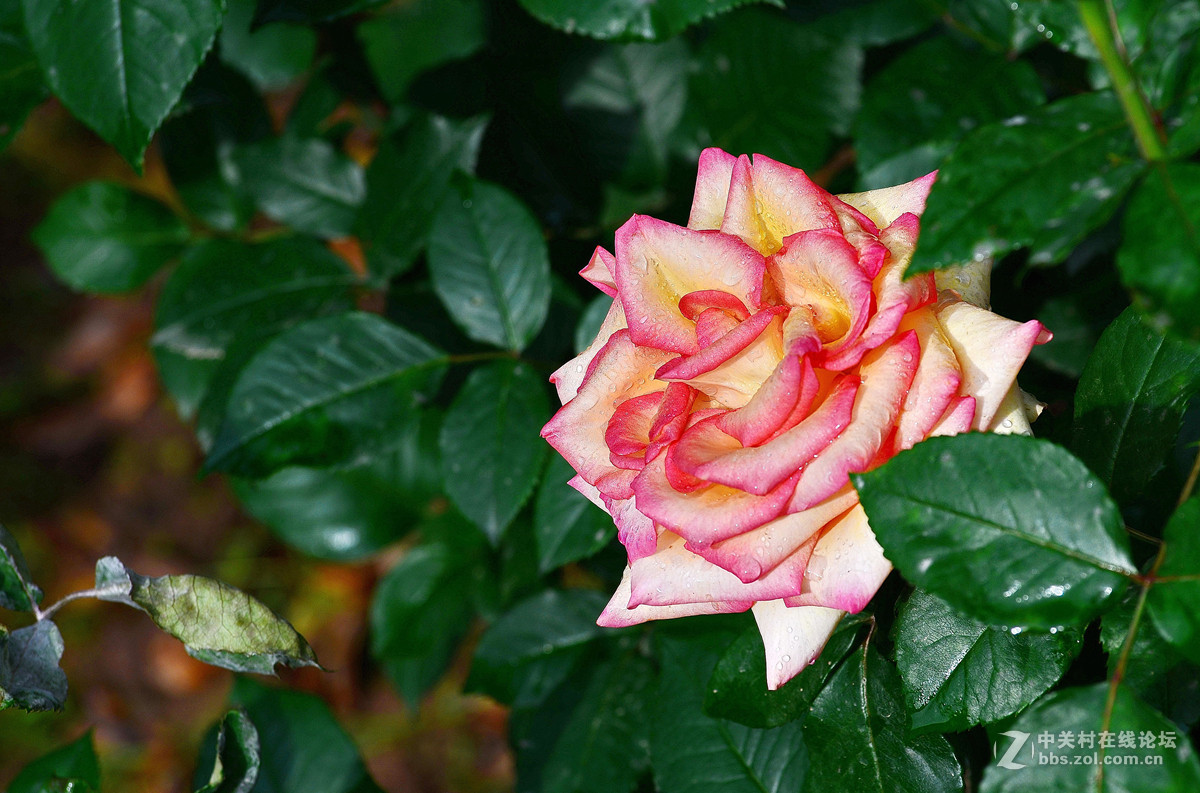 月季花-中关村在线摄影论坛