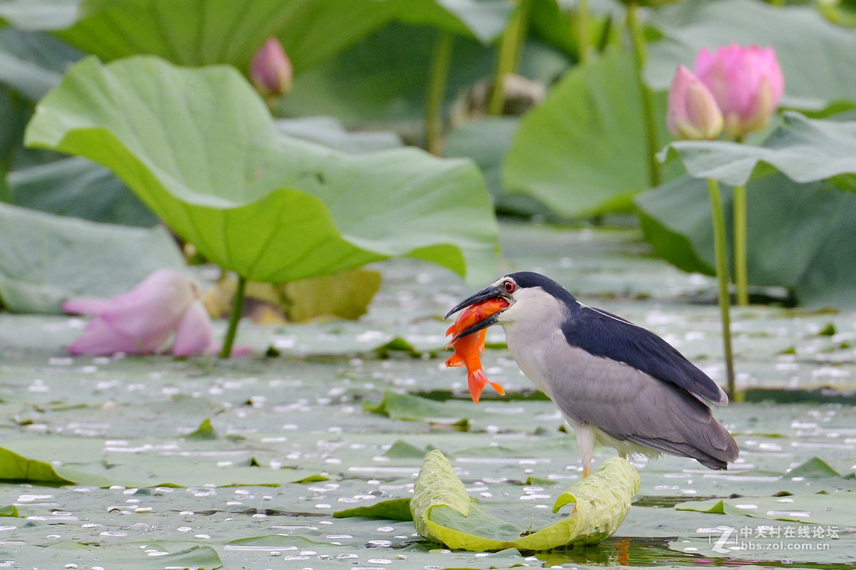 红颜薄命-中关村在线摄影论坛