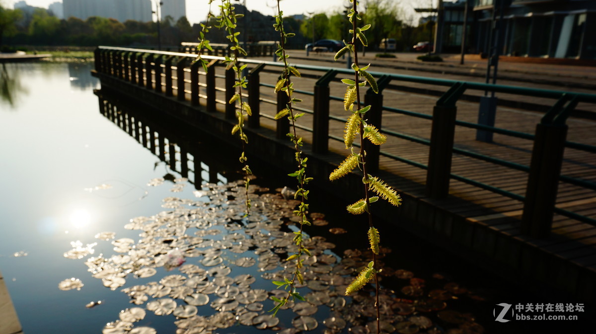 奶昔5R，16-50POP直出测试（HD）-中关村在线摄影论坛