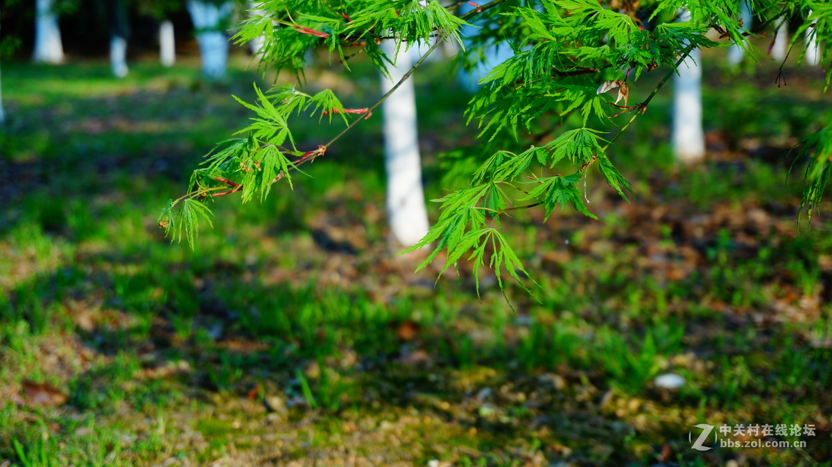 奶昔5R，16-50POP直出测试（HD）-中关村在线摄影论坛