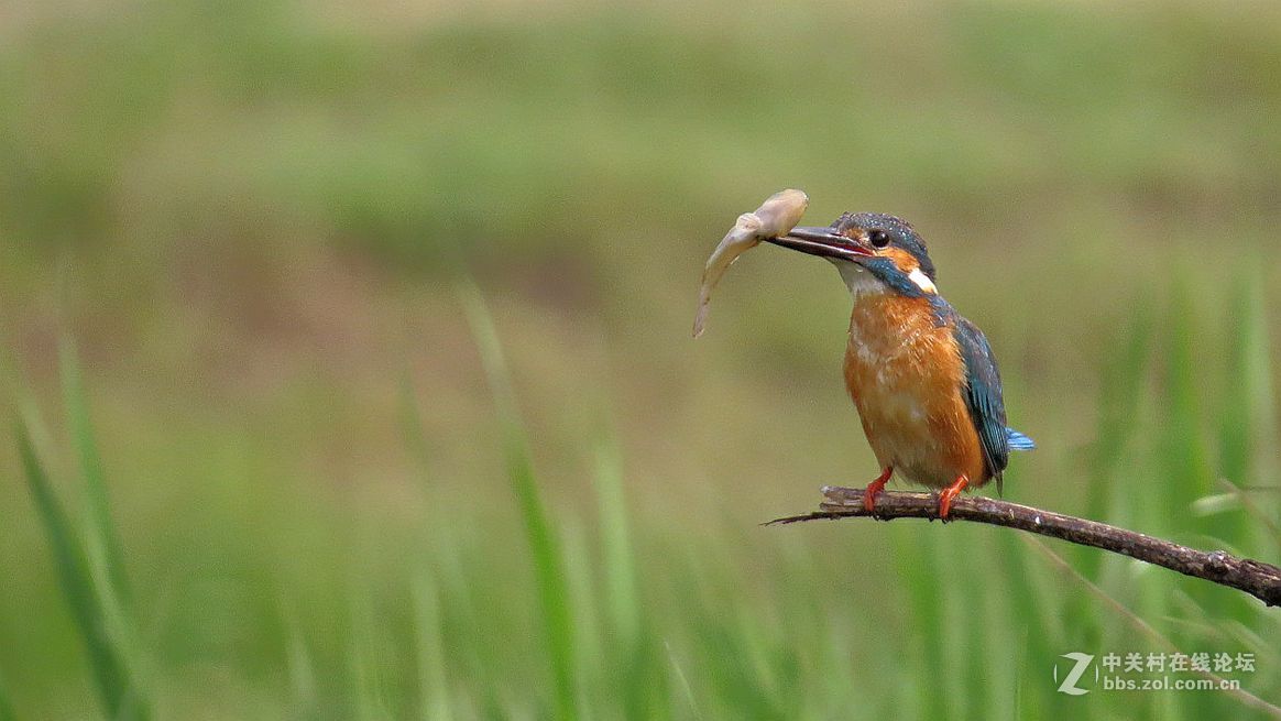 【翠鸟，，，，，，，和鱼，，，，，，，美食。-中关村在线摄影论坛